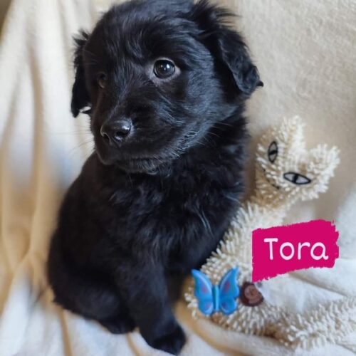 Adoptowana: AŻ DZIWNE, ŻE JESZCZE NIKT NIE WYPATRZYŁ TEGO CUDU - TORA ...