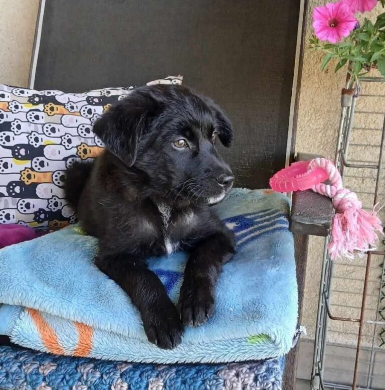 ADOPTOWANY! KARBONEK Szczeniak Do Adopcji. Ma 4 miesiące. Zna strach ...