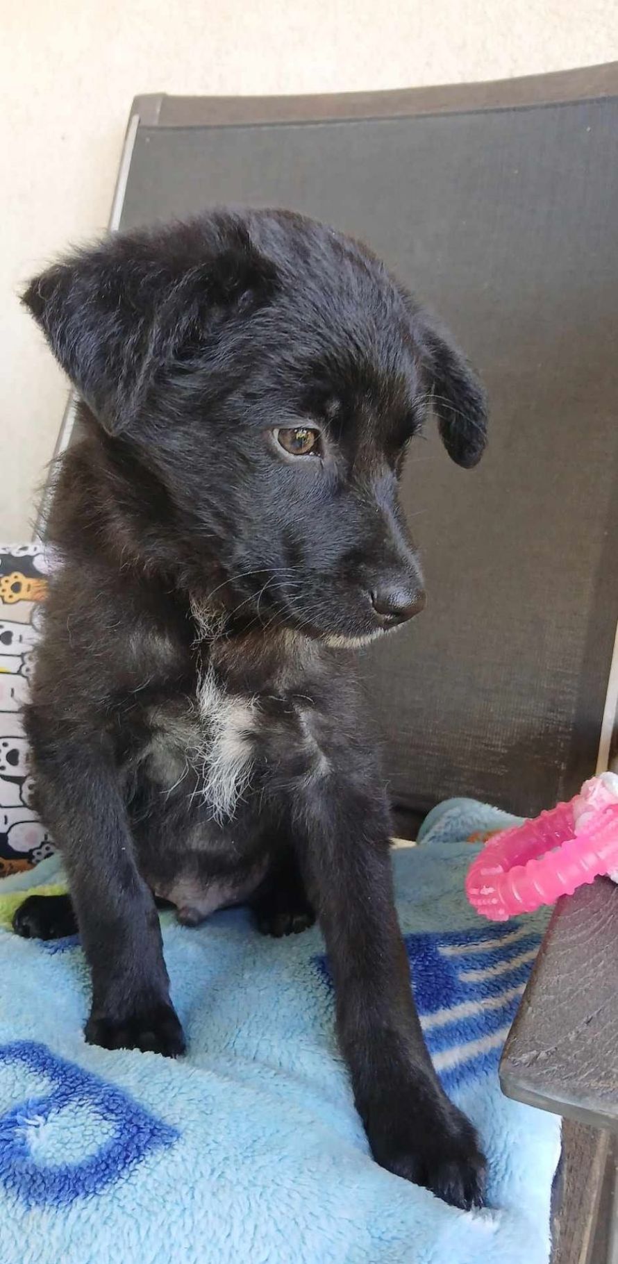 ADOPTOWANY! KARBONEK Szczeniak Do Adopcji. Ma 4 miesiące. Zna strach ...