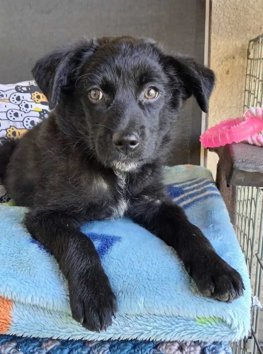 ADOPTOWANY! KARBONEK Szczeniak Do Adopcji. Ma 4 miesiące. Zna strach ...